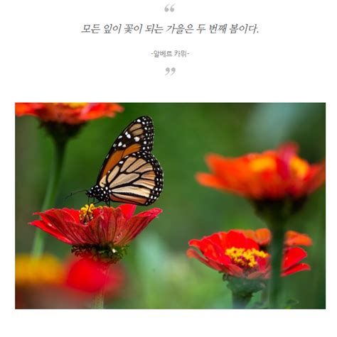 하루 명언 모든 잎이 꽃이 되는 가을은 두 번째 봄이다 Butterfly Flowers Nature Pictures
