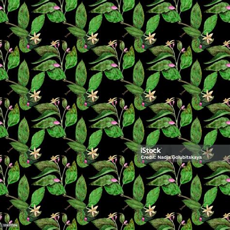 손으로 그린 수채화 레몬 나무 분기 검은 배경에 원활한 패턴입니다 녹색 잎과 감귤류 나무의 꽃은 디자인을위한 끝없는 인쇄 귀여운 벽지 감귤류 과일에 대한 스톡 벡터 아트 및