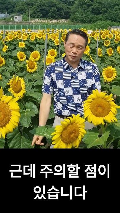 해바라기 농업 해바라기 해바라기씨앗 피토스테롤 Youtube