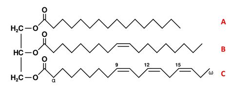 [solved] The Triglyceride Shown Can Be Broken Down To Yield