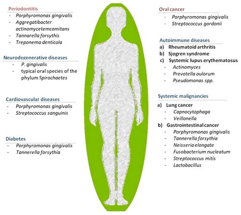 Types Of Main Oral And Main Systemic Diseases Related To Dysbiosis Of Download Scientific