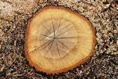 가지 갈색 거친 질감 그루터기 나무 나무 껍질 나무 둥치 나무 질감 나무를 자르다 나무의 횡단면 나뭇결 농업 목공 목수일 목재 목재 산업 바이오