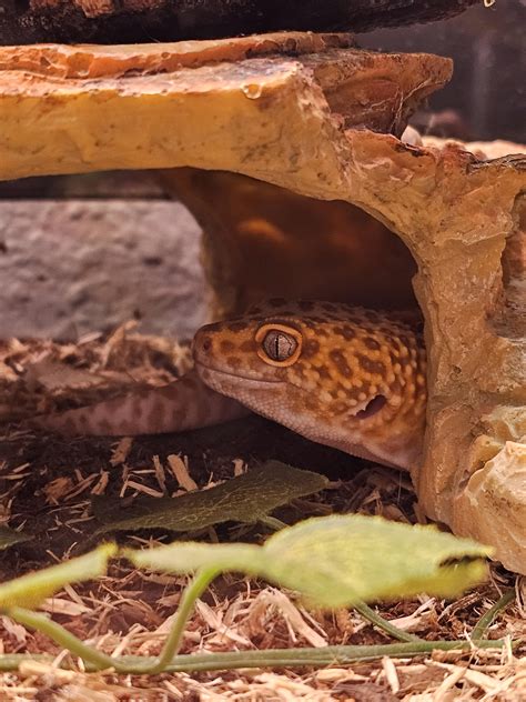 Found This On R Memes R Geckos