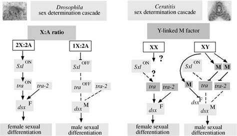 C Capitata Sex Determination Seems To Be Based On A Drosophila Download Scientific Diagram