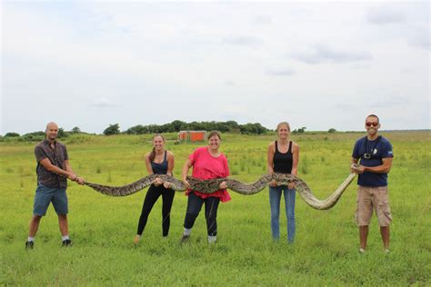 Missouri Man Shoots 14 Foot Python Larger 18 Footer Captured In