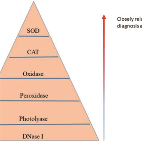Summarization Of The Discovered Enzyme Mimetic Activities Of Cenps And