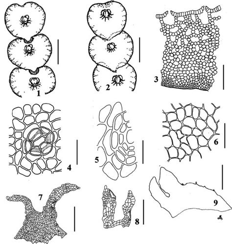 Plagiochasma Plant Alchetron The Free Social Encyclopedia