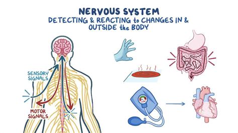 nervous system structure and function biblioteca de osmosis