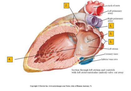 6 Structures Of Left Atrium Diagram Quizlet