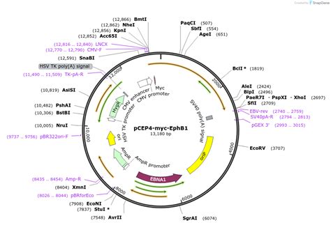 Addgene Pcep4 Myc Ephb1