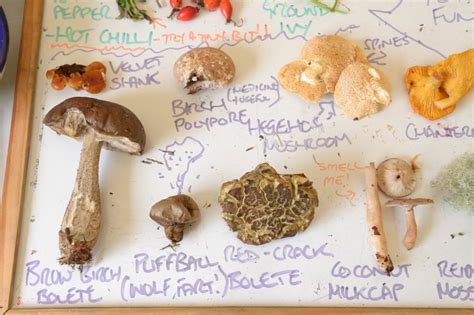 Safe And Sustainable Mushroom Foraging Scotlands Nature