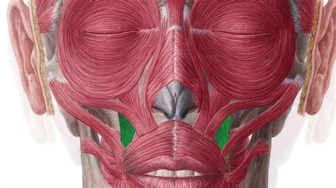 Levator Anguli Oris Muscle Subliminal Youtube