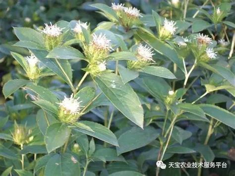 苍术图片大全高清图片 图片大全 花少北图片大全 大山谷图库