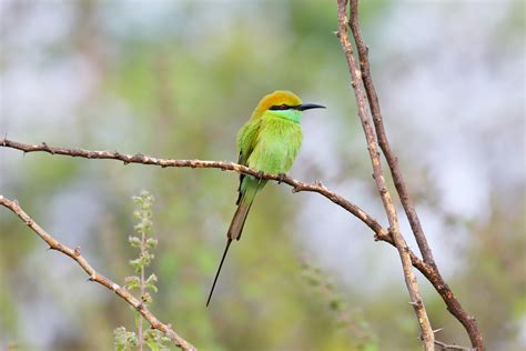 Jungle Animation Photos Download The Best Free Jungle Animation Stock