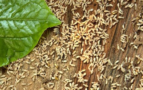 Termite Colonies—a Hidden World Beneath Your Fee