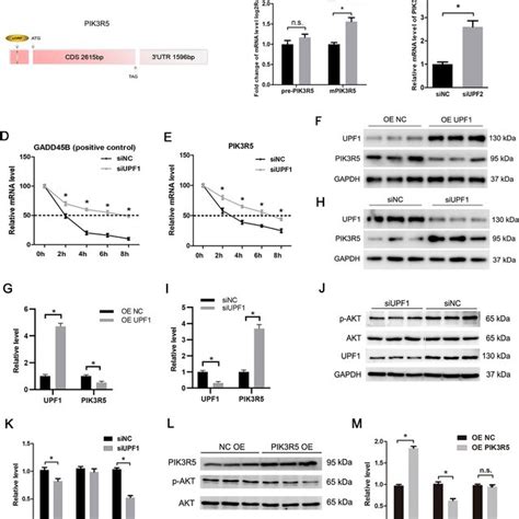 Nmd Activity Is Related To Skeletal Muscle Development A Schematic Download Scientific Diagram
