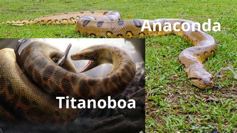 Anaconda Vs Piton Diferencias At Claude Martinez Blog