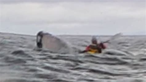 Humpback Whale Swallows And Spits Out Kayaker In Incident Captured On