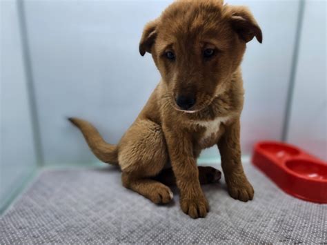 진도믹스 뿡이 노르웨이숲성격 데본렉스성격 뱅갈성격 샴성격 셀커크렉스성격 스핑크스성격 아메리칸숏헤어성격 아메리칸컬성격 아비시니안