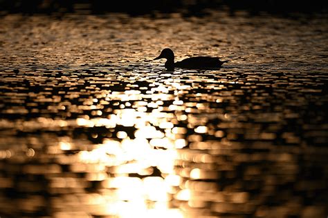 Nikkor Nikon Z 600mm F4 Tc Vr S Focus Review