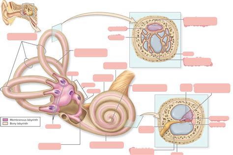 Inner Ear Diagram Quizlet