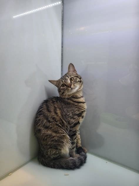 허스키 부산포메라니안분양 비숑분양 대구강아지무료분양 말티푸성견 대구말티즈분양 믹스견 포매라니안 복순이 책임분양 강아지배변훈련