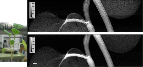 Advantages Of Phase Contrast X Ray Imaging Top Sample To Detector