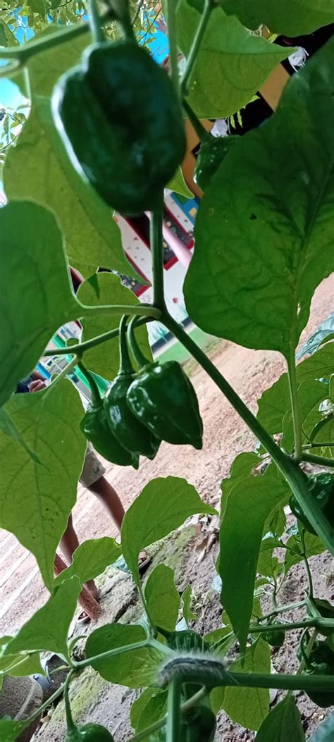 නයි මිරිස් පැළ කඹුරුපිටිය ☘️☘️☘️