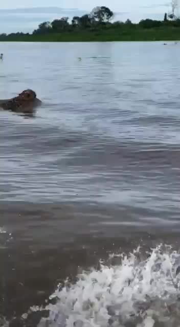 Jaguars Can Swim Faster Than You And Run Faster Than You Album On Imgur