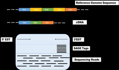 Transcriptome Analysis Using Different Sequencing Based Approaches