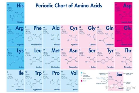 氨基酸周期表 知乎