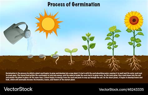 Learn How Seeds Germinate