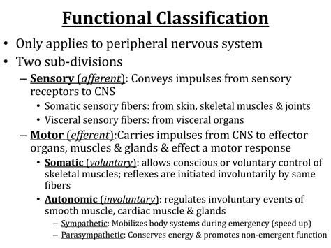 Ppt The Nervous System Powerpoint Presentation Free Download Id