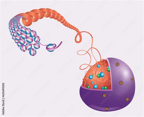 Cell Division And Reproduction Reproduction In Living Things Division Reproduction Stock