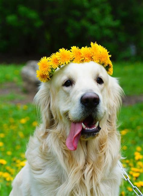 ჩემი მწვანე კუთხე ყვავილების გვირგვინით Facebook