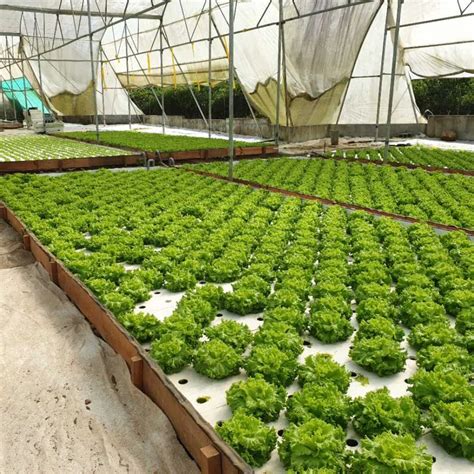 dwc xps floating board farming hydroponic system floating raft china
