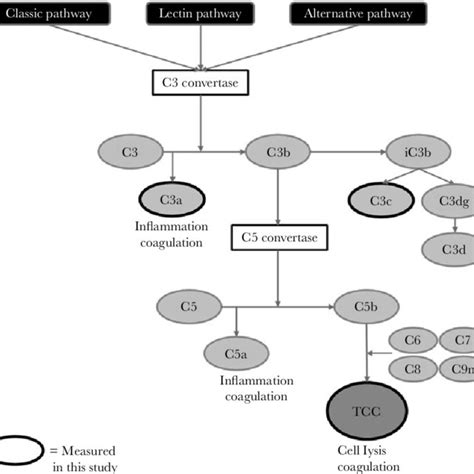 Simplified Overview Of The Complement Pathway Activation Of The Download Scientific Diagram