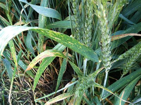 Wheat Triticum Aestivum Stripe Rust Yellow Rust Pacific Northwest