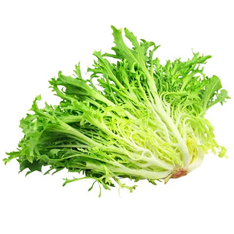 黄心细叶苦菊菜种籽碎叶皇帝苦苣蔬菜种孑子四季播青生菜冬季夏季 虎窝淘