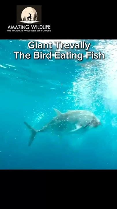 Giant Trevally The Bird Eating Fish Amazingwildlife Animal Predators Prey Youtube