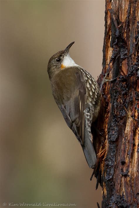 Treecreepers In The Dandenong Ranges Lirralirra