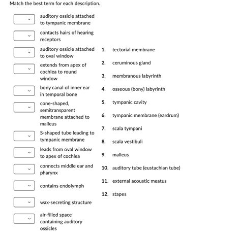 Solved Containing Auditory Ossicles