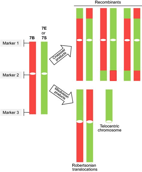 Ideogram Of Wheat Chromosome 7b Red Th Elongatum Chromosome 7e Download Scientific Diagram