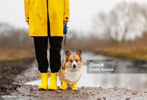 노란 베레모와 고무 장화를 신은 귀여운 코기 개가 주인과 함께 목줄을 매고 가을 도로의 웅덩이 사이를 걷습니다 비에 대한 스톡 사진 및 기타 이미지 Istock