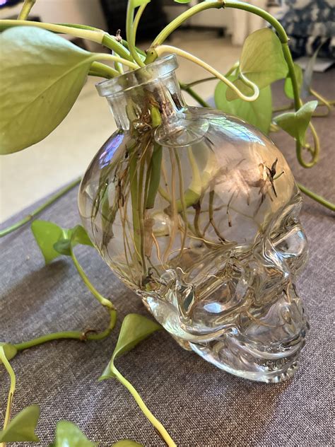 Root Skull R Rootporn