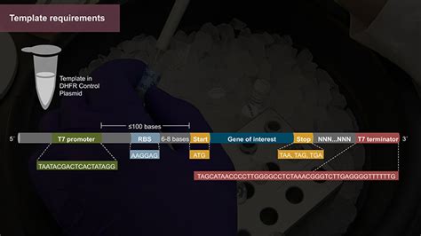 High Throughput Cloning And Automation Solutions Neb