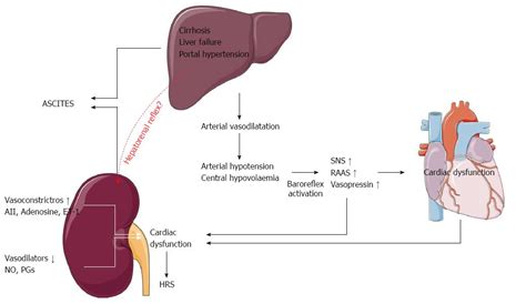 Nitric Oxide Liver Cirrhosis At Tracy Mcfall Blog