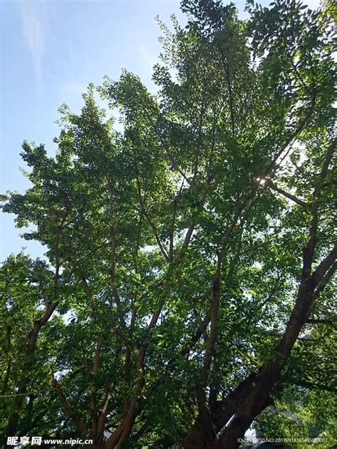 树摄影图 树木树叶 生物世界 摄影图库 昵图网