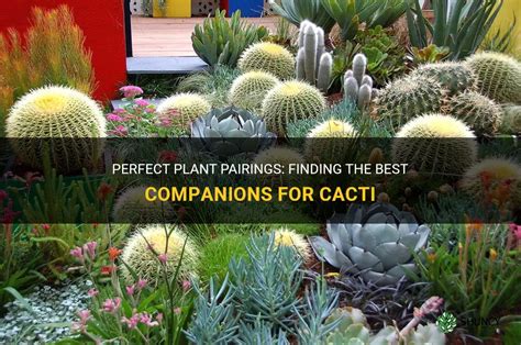 Perfect Plant Pairings Finding The Best Companions For Cacti Shuncy