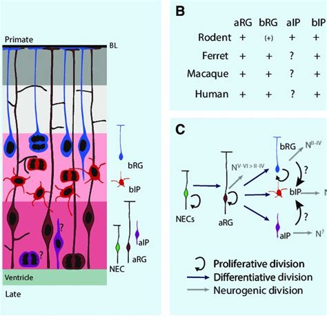 Diversity Of Neocortical Progenitors A Anatomical Distribution And Download Scientific
